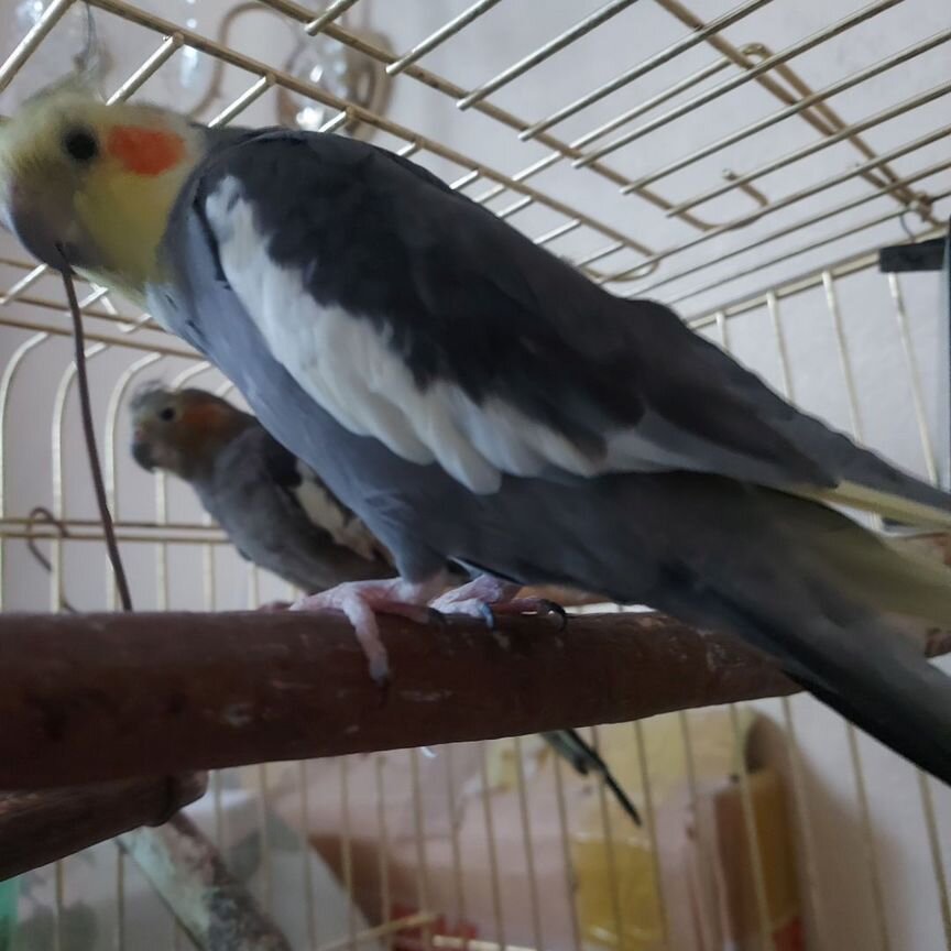 Попугаи, пара, карелла с клеткой