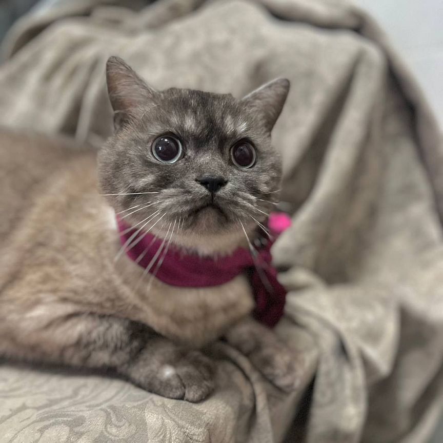 Взрослый кот в добрые руки