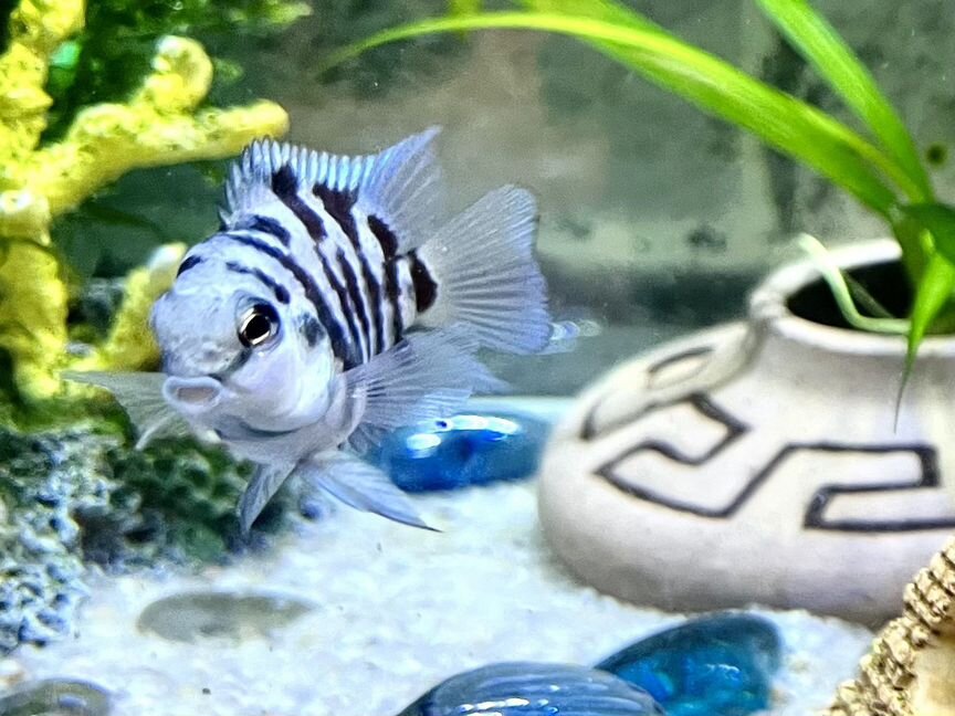 2 рыбки попугай-зебра
