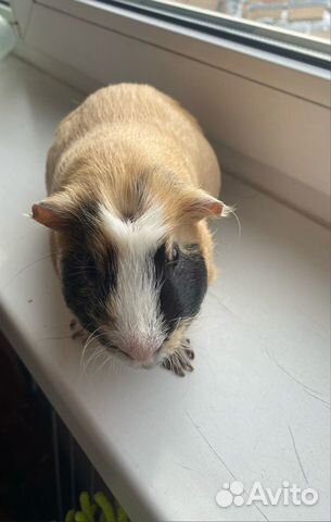 Морская свинка-американский крестед
