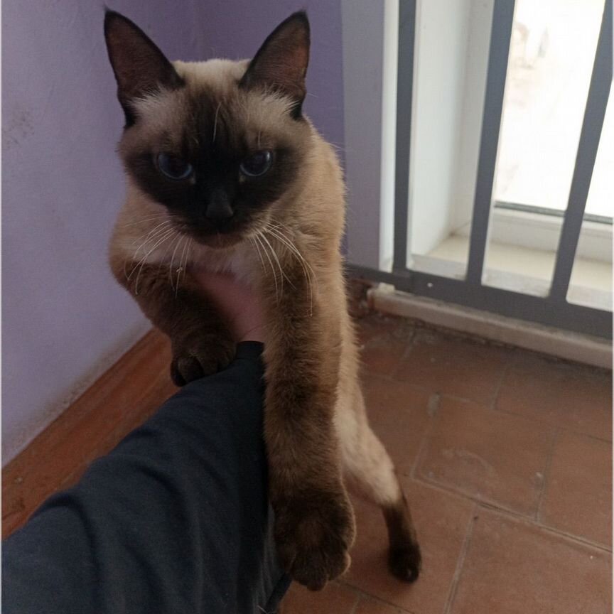 Сиамский котёнок