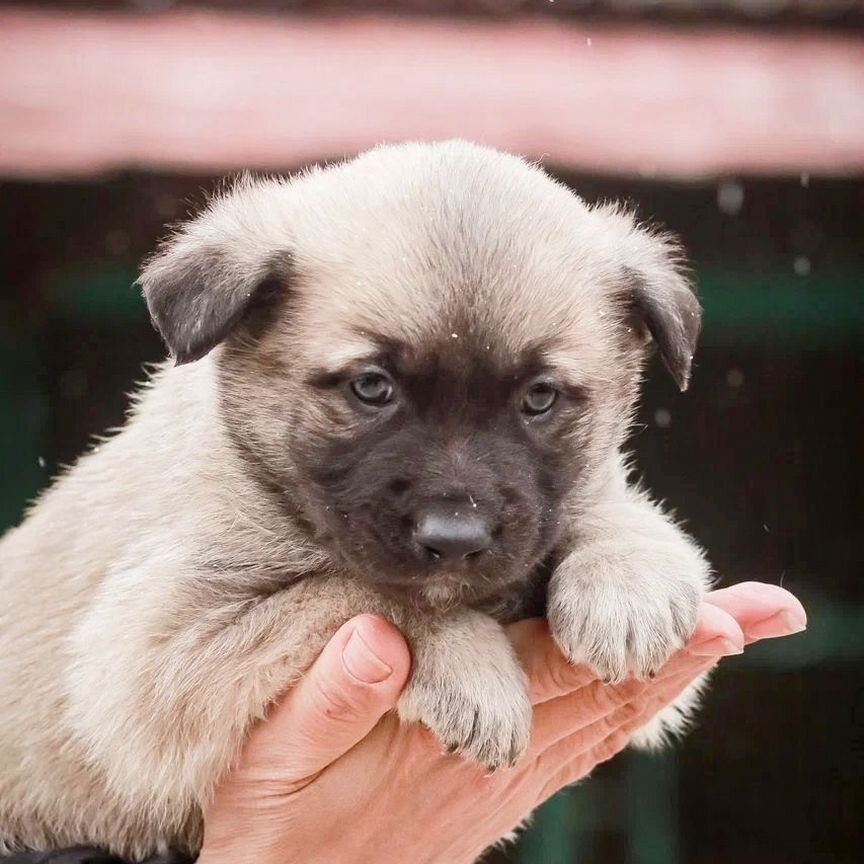 Крошечный щеночек в приюте