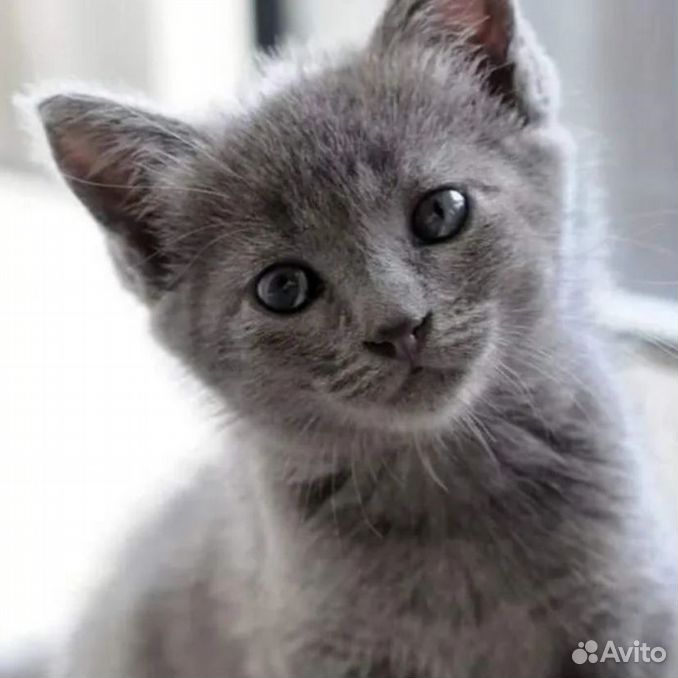 Котенок Мышонок мальчик 2 месяца