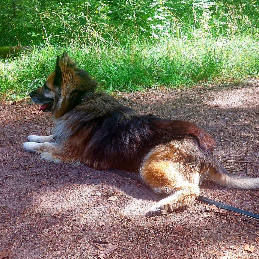Взрослый пёс в добрые руки