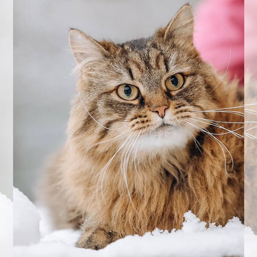 Сибирская кошка Вася 3года идеальная стерилизована