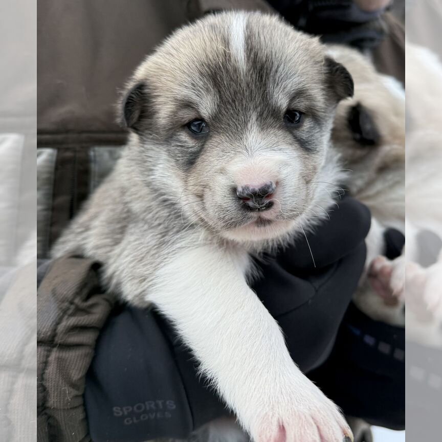 Западносибирская лайка, щенок