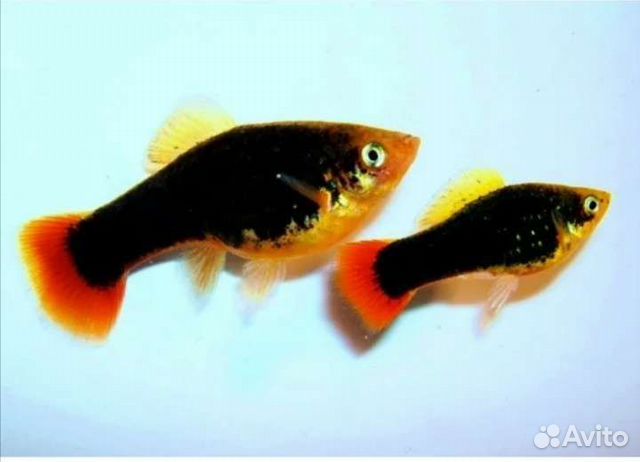 Пецилия гавайская, возможен обмен