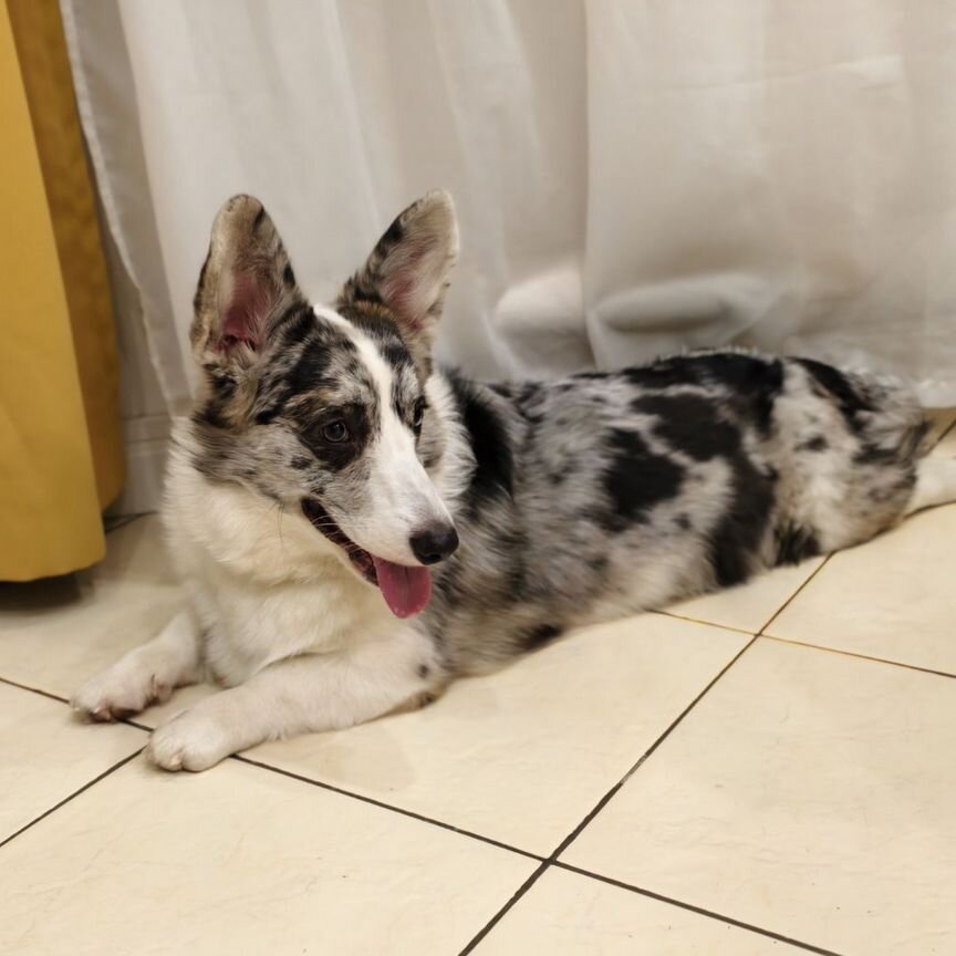 Вельш Корги Кардиган, щенок