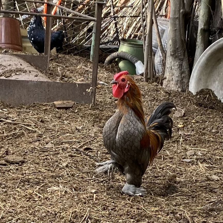 Карликовые куры