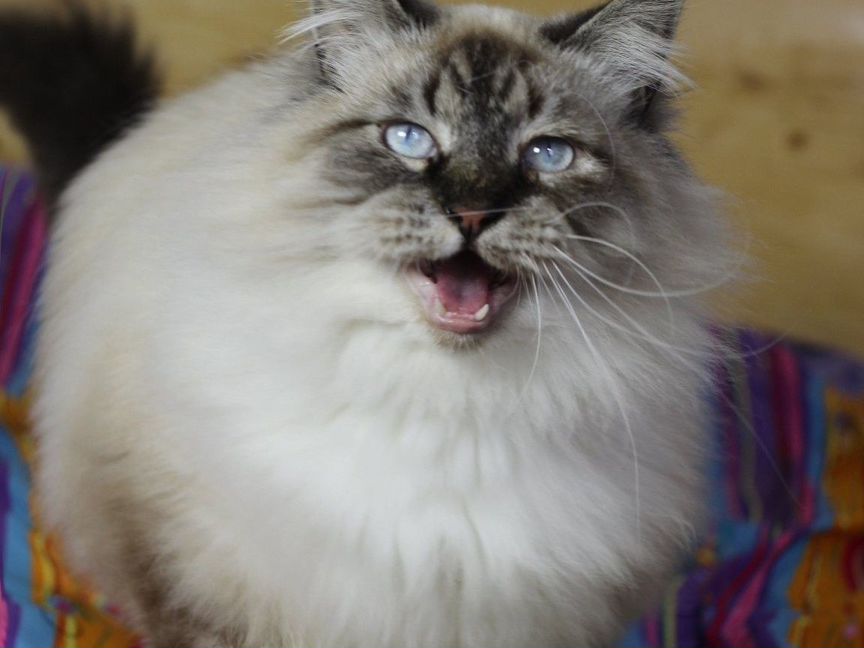 Невская маскарадная