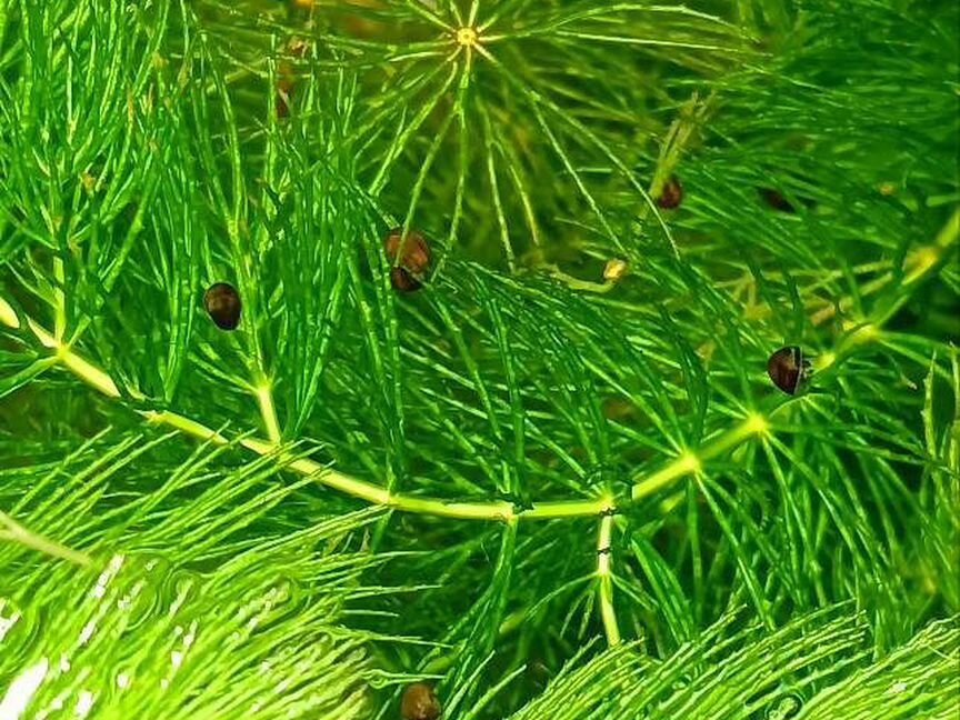 Теодоксус улитка