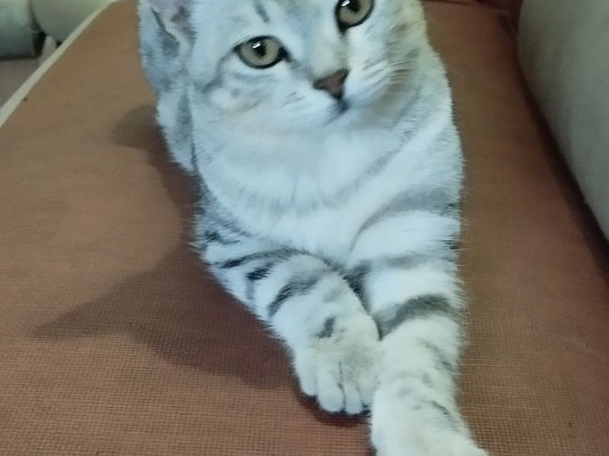 Просто котик