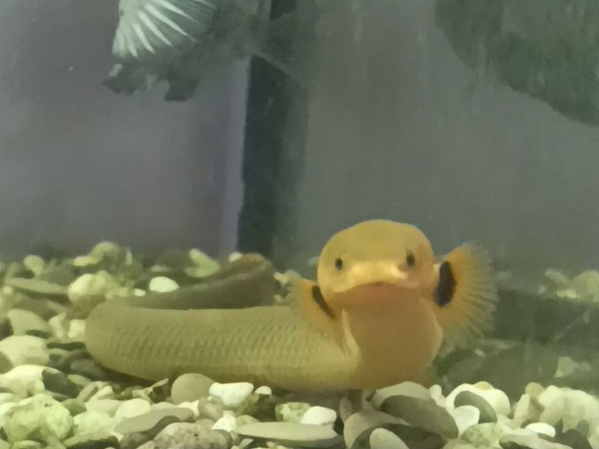 Каламаихт и полиптерус