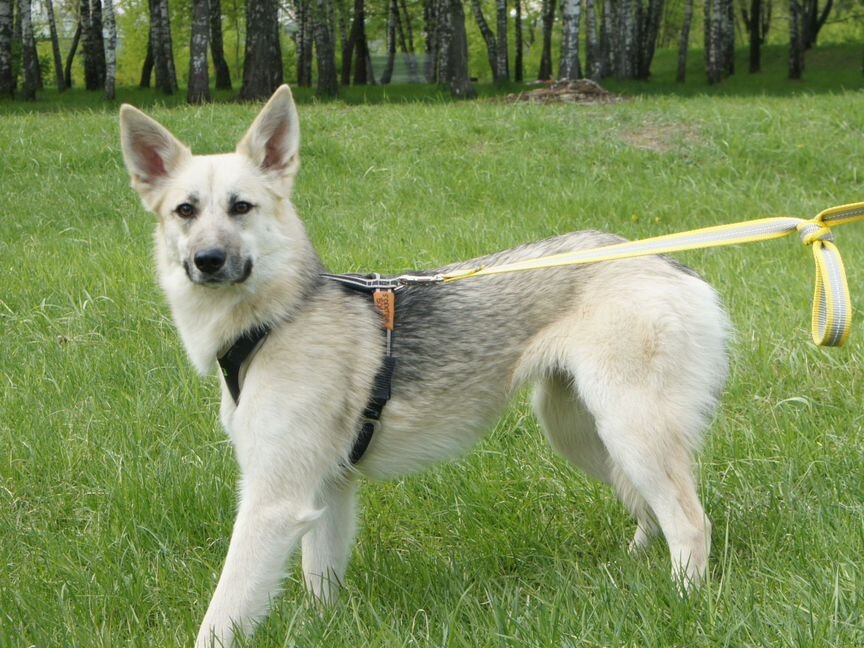 Собака в добрые руки бесплатно дар приют