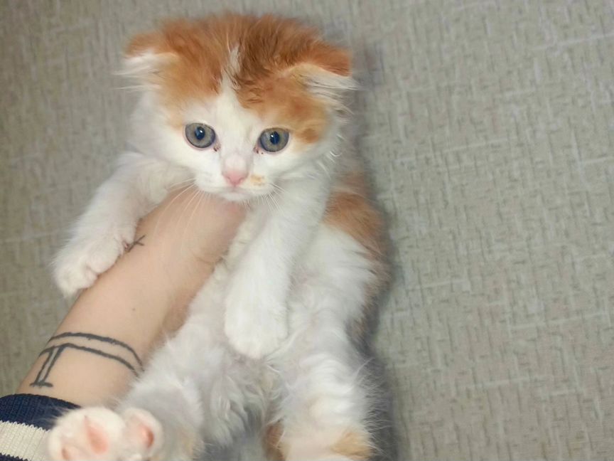 Котёнок Шотландский вислоухий
