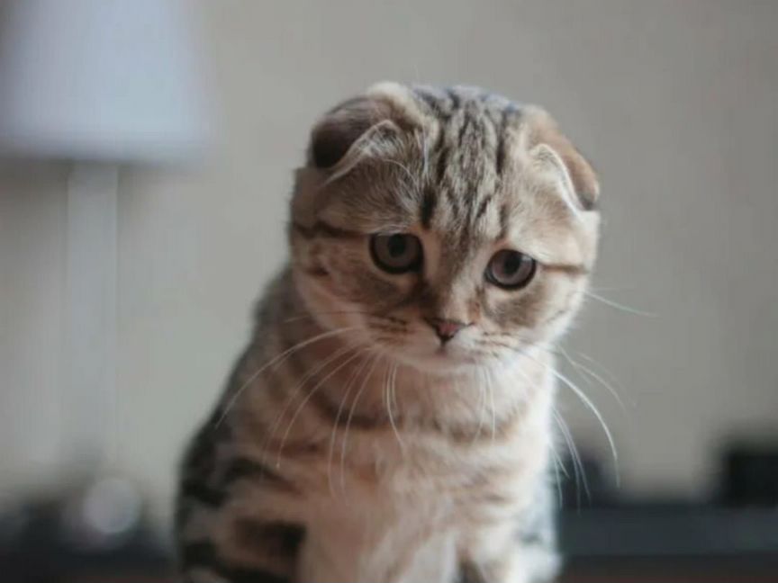 Шотландский кот 5 мес
