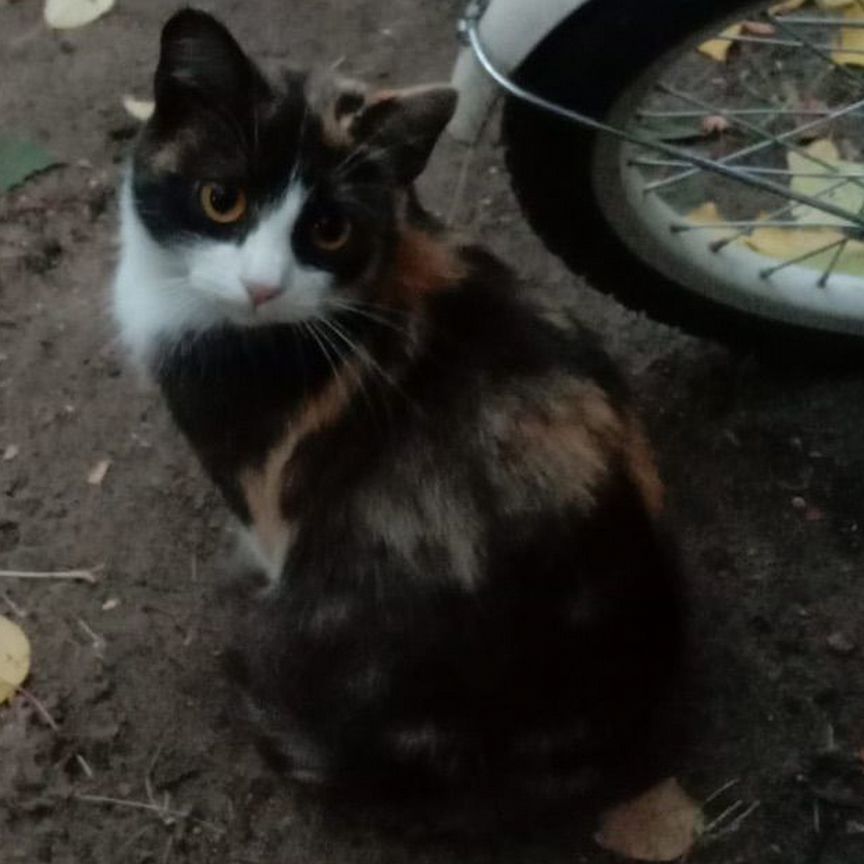 Уличная кошка ищет дом