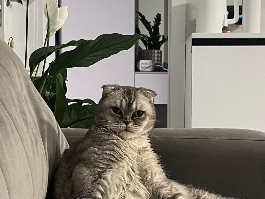 Шотландская вислоухоя кошка