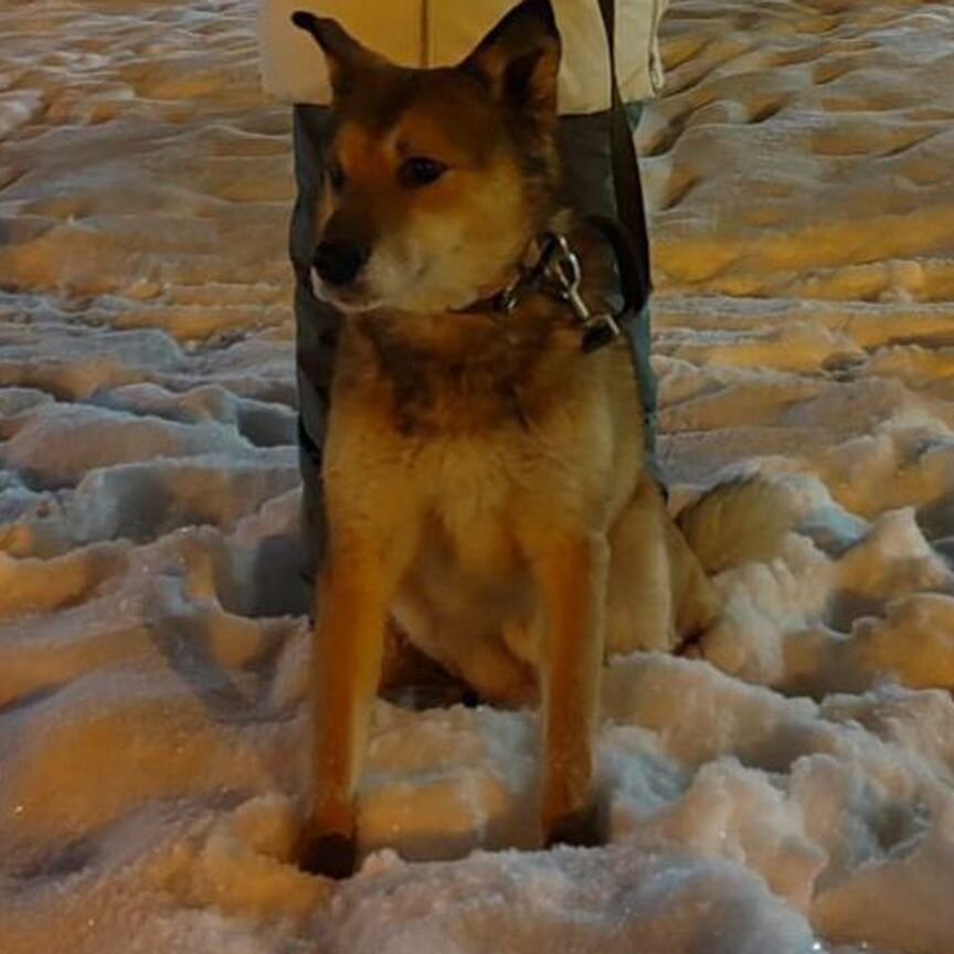 Взрослая собака в добрые руки