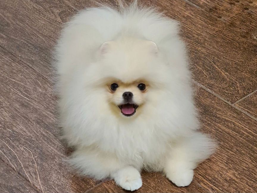 Померанский шпиц девочка