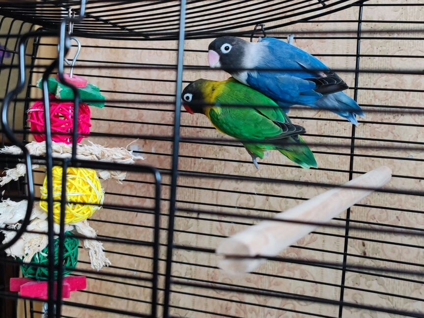 Попугай неразлучники с клеткой