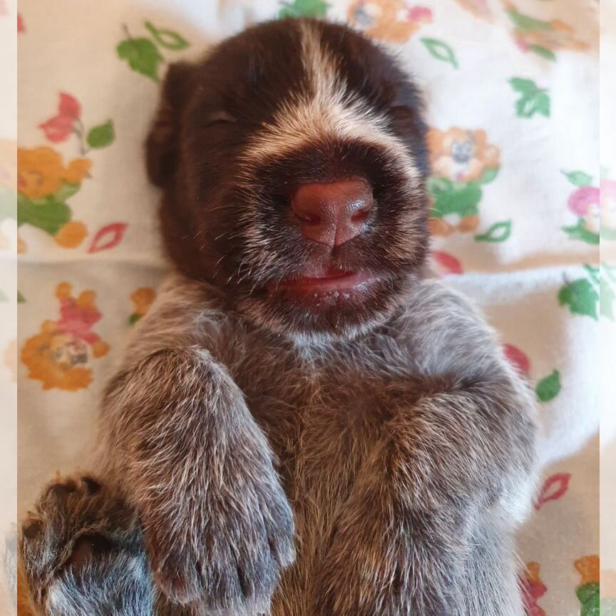 Щенки дратхаара