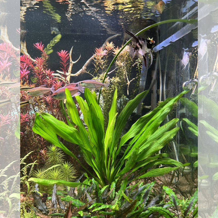 Эхинодорус