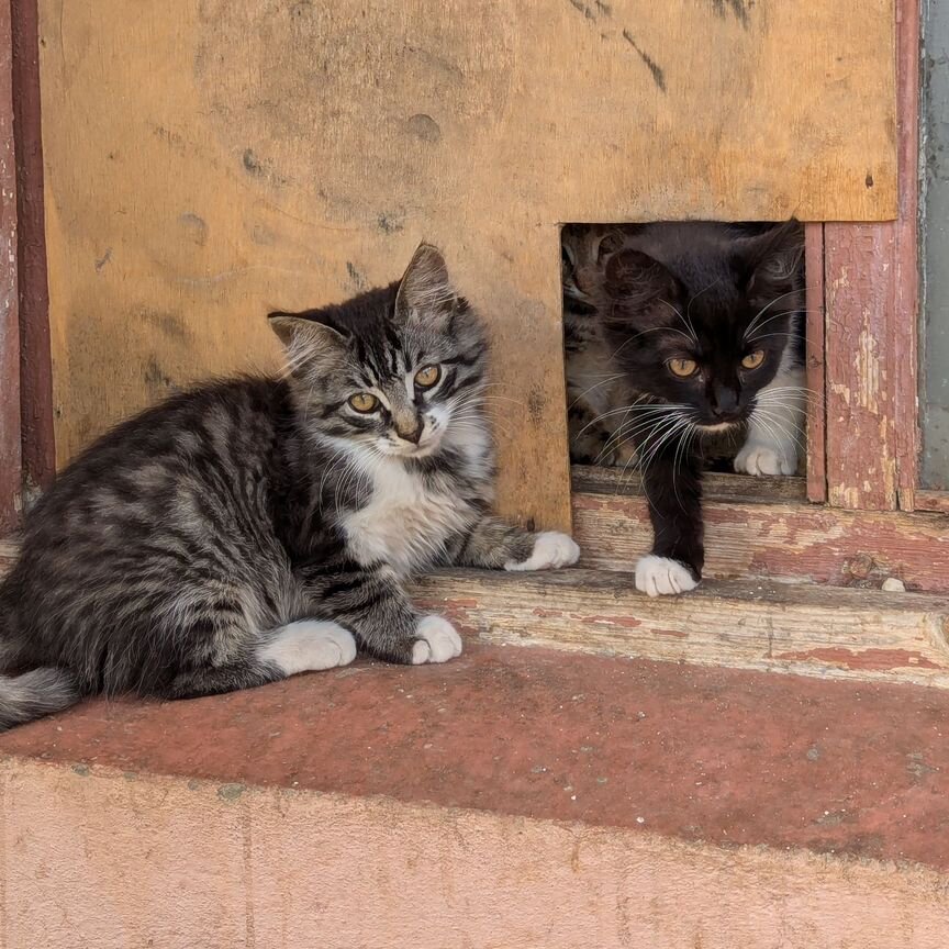 Ласковые котята с плюшевыми шубками