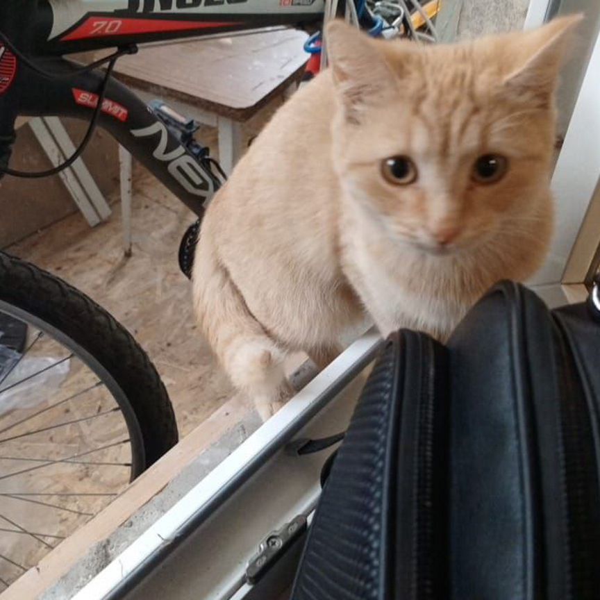 Малыш ищет новый дом