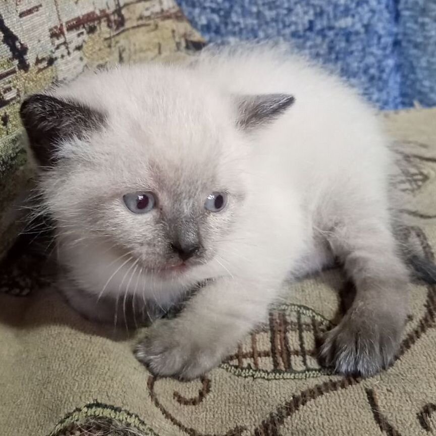 Продам котёнка