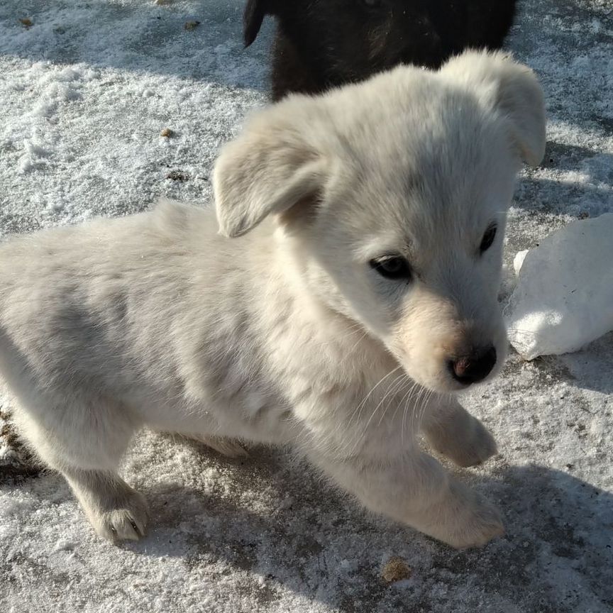 Отдам бесплатно животные