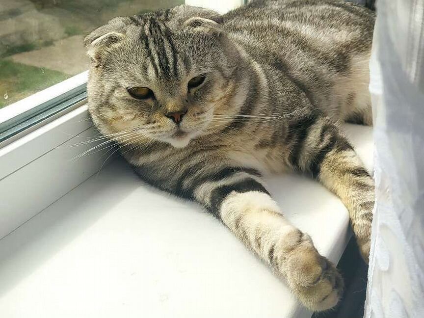Шотландский кот на вязку