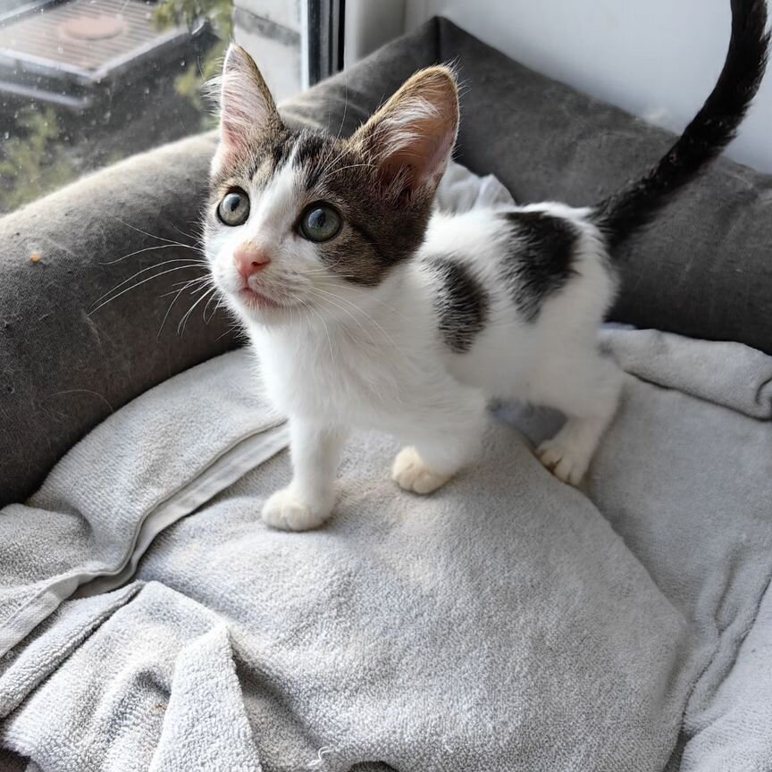 Котя ждёт маму и папу