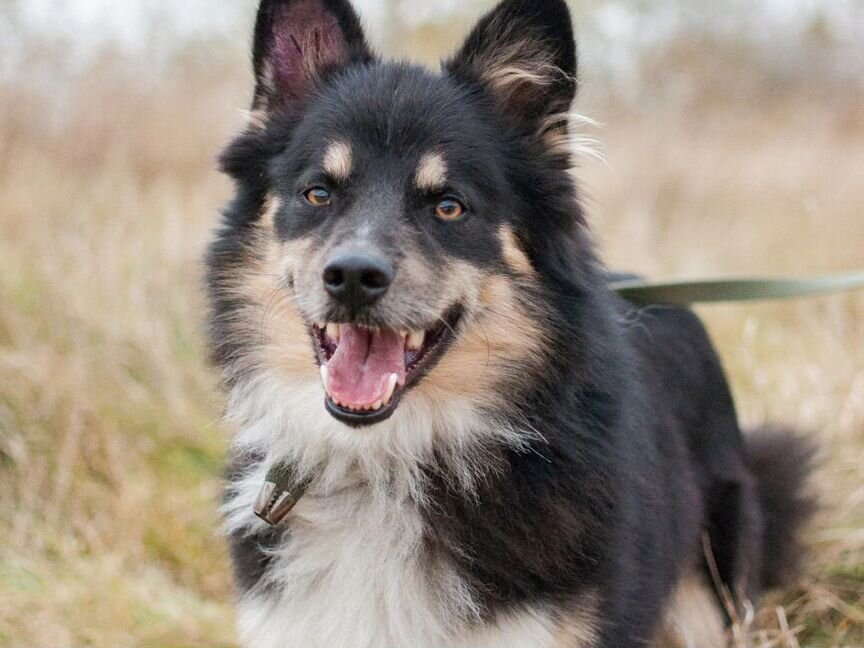 Очаровательный Миша в приюте