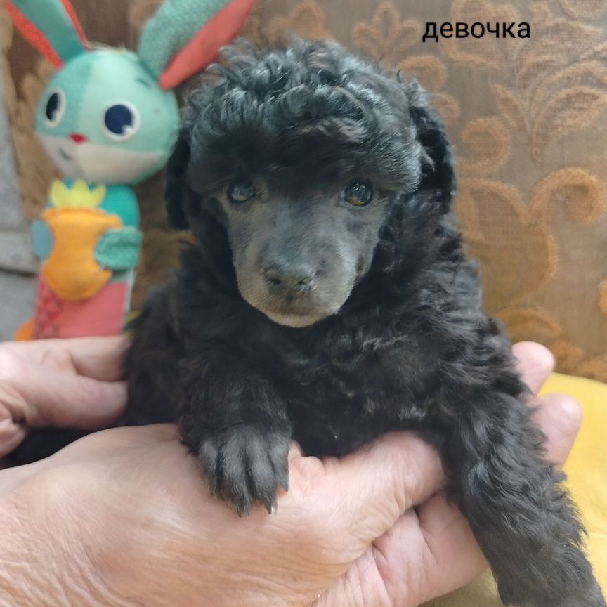 Пудель, щенок