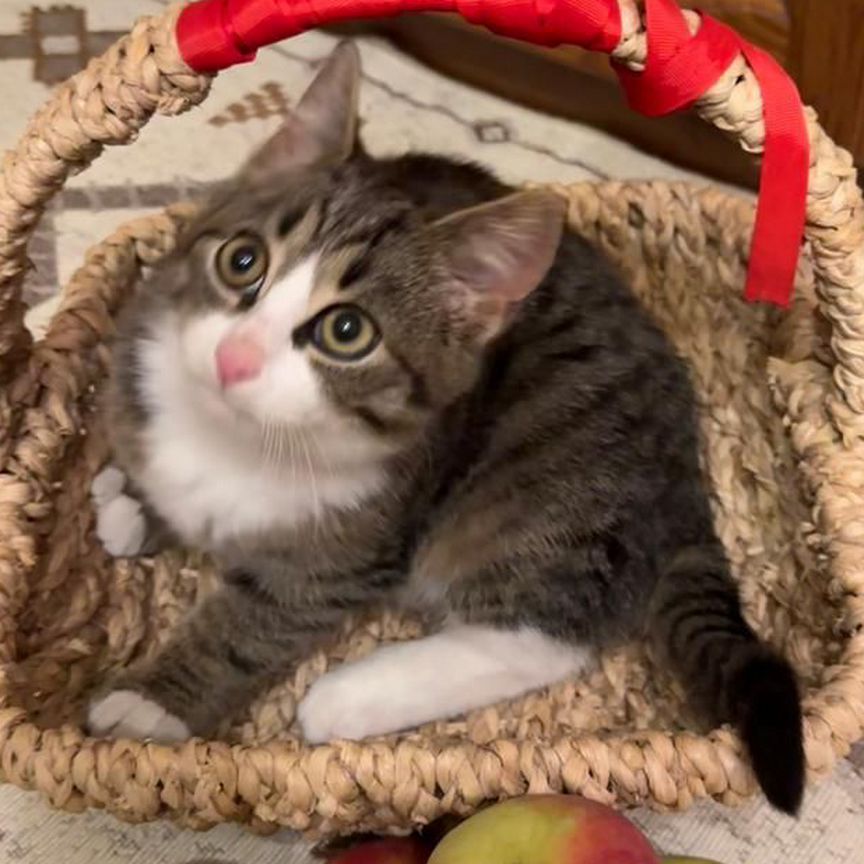 Котёнок в добрые руки