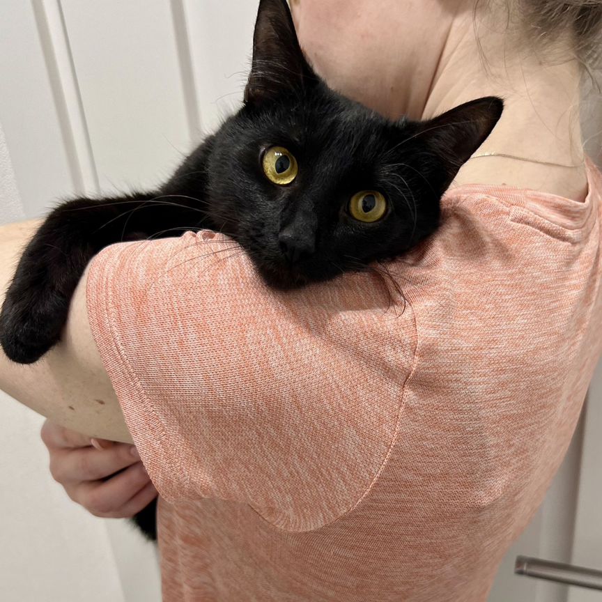 Кошечка в добрые руки