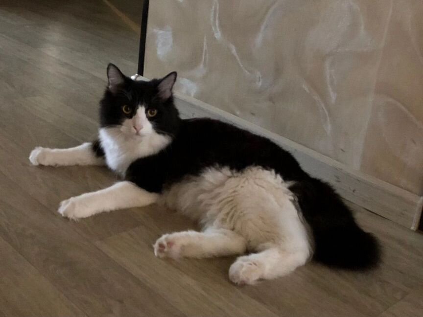 Кот курильский бобтейл