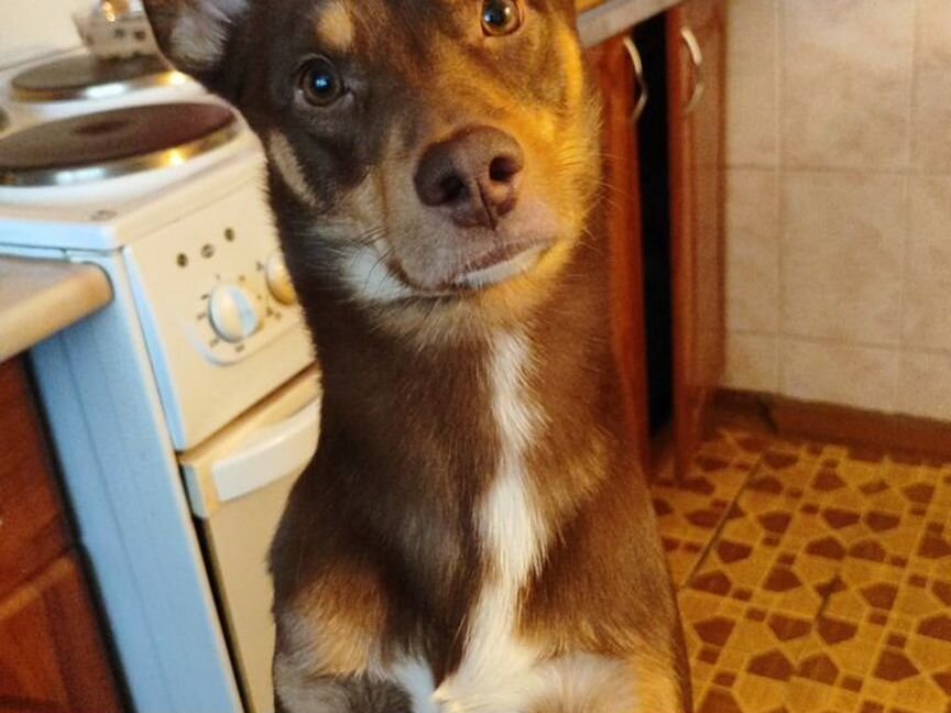 Помесь цвергпинчера в добрые руки