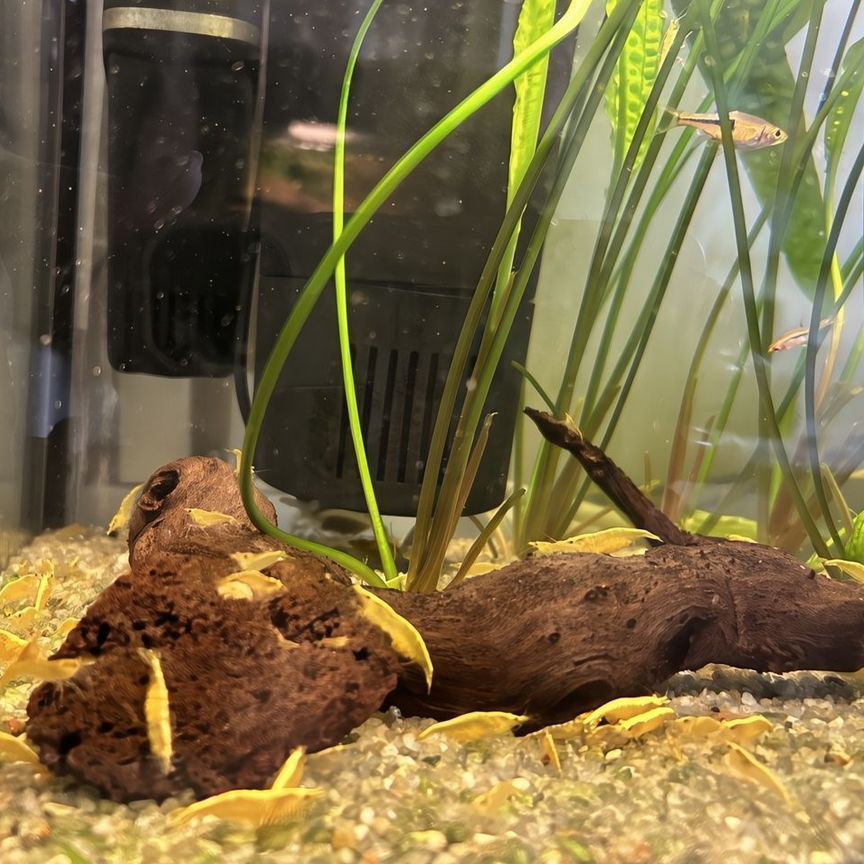 Креветки неокардины жёлтые неон