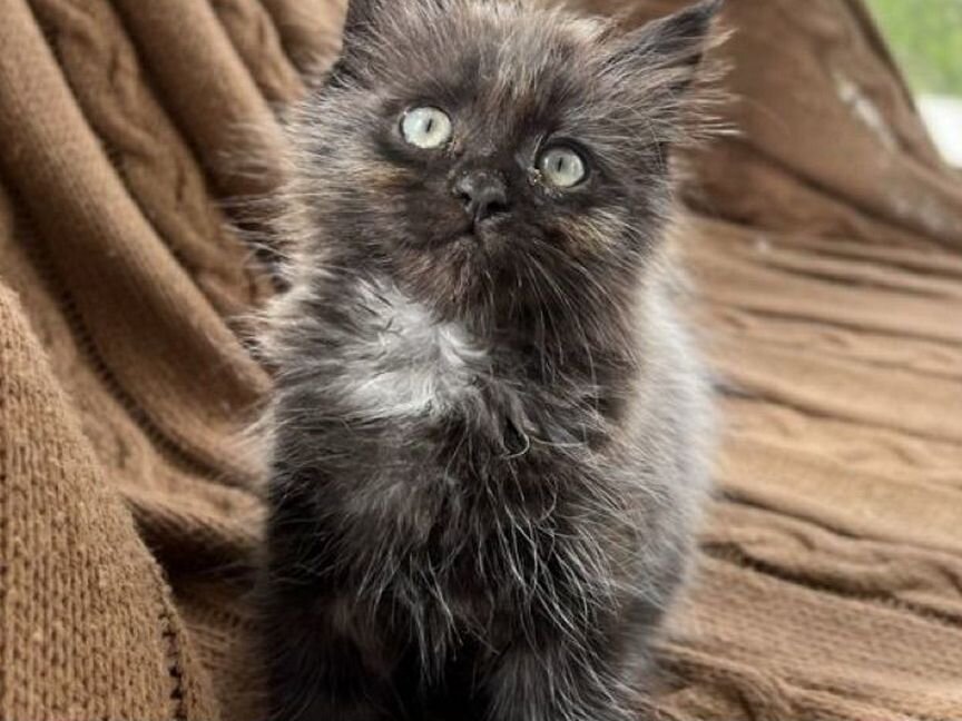 Котенок в добрые руки