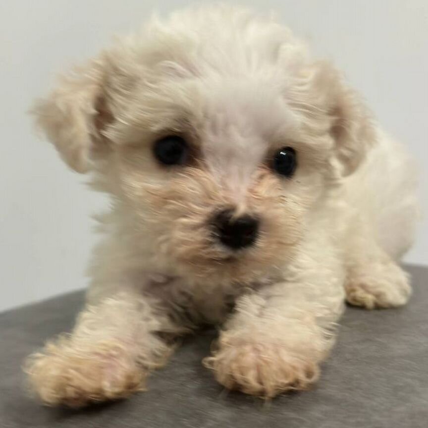 Бишон фризе, щенок