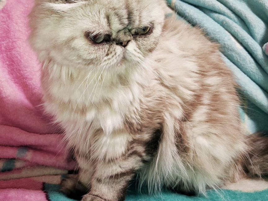 Персидская кошка