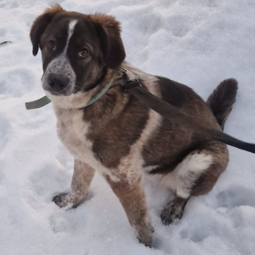 Собака в добрые руки