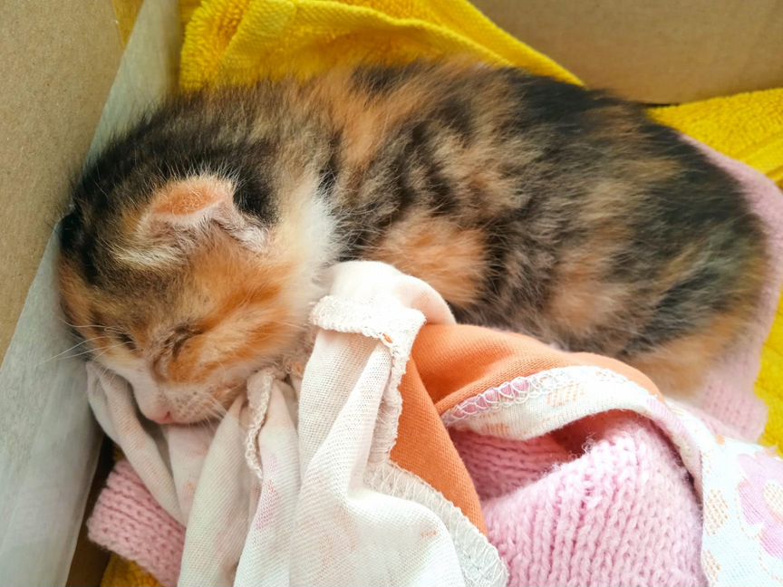 Отдам котенка в хорошие руки. Трехцветное счастье
