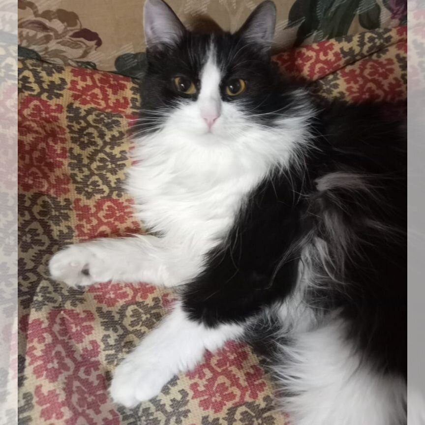 Котенок Илона в хорошую семью бесплатно