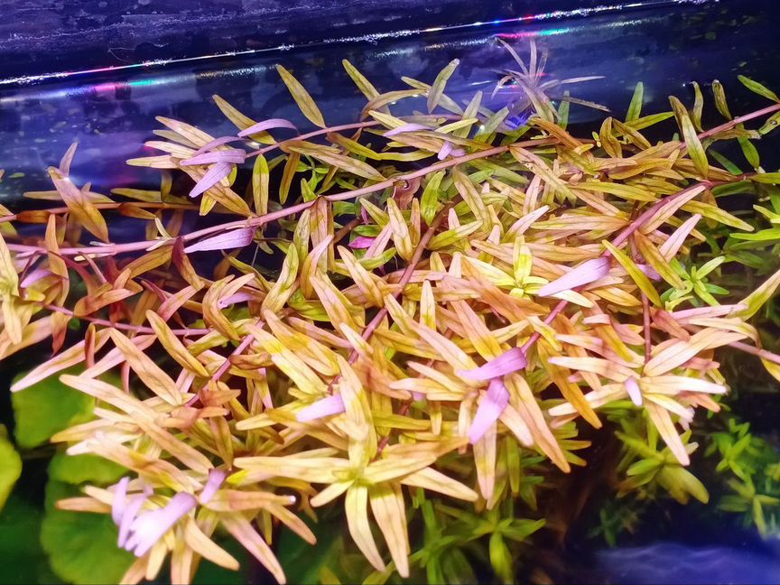 Ротала индика