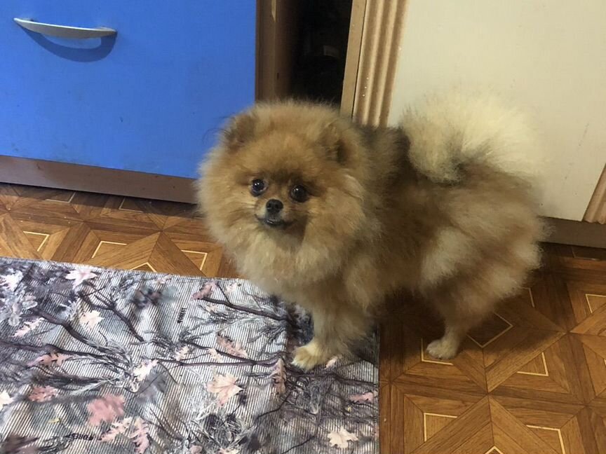 Померанский шпиц девочка