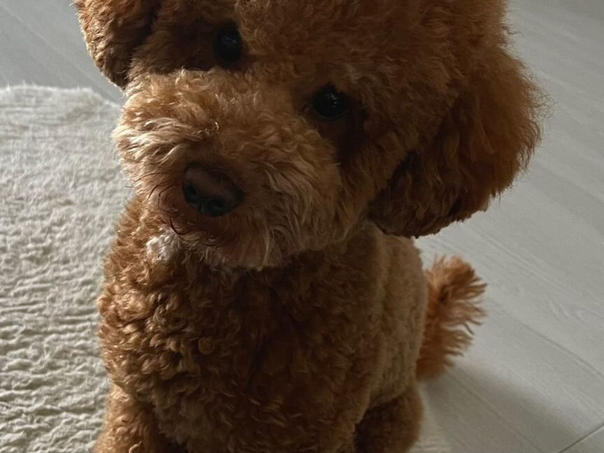 Мини пудель вязка