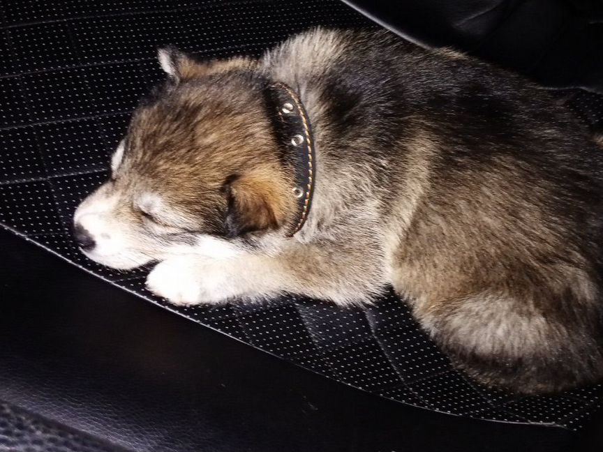 Отдам щенка хаски-немецкая овчарка в добрые руки